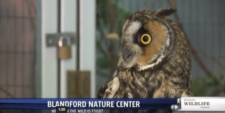 Owl ambassadors at Blandford Nature Center - Michigan Wildlife Council