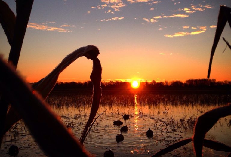 Exploring Michigan’s Wetland Wonders - Michigan Wildlife Council