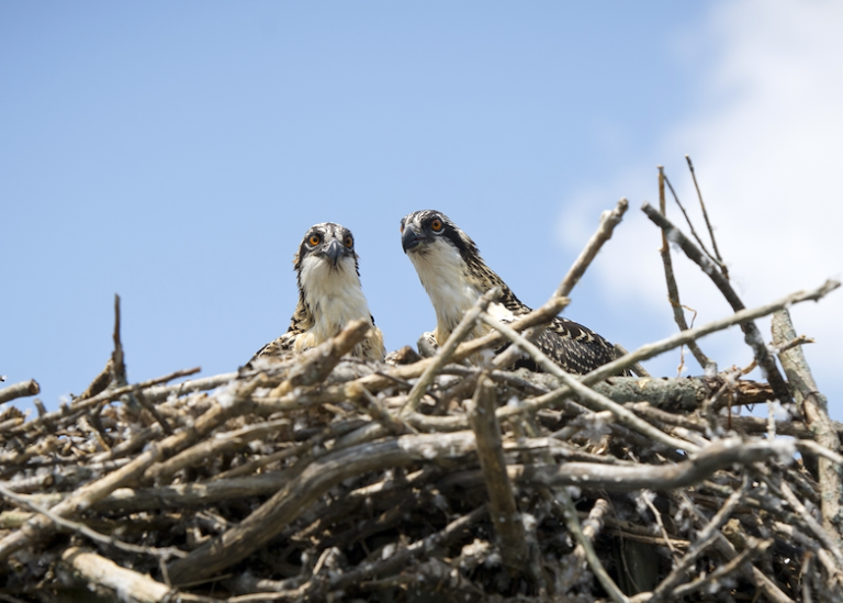 Osprey’s southern Michigan comeback a team effort - Michigan Wildlife ...