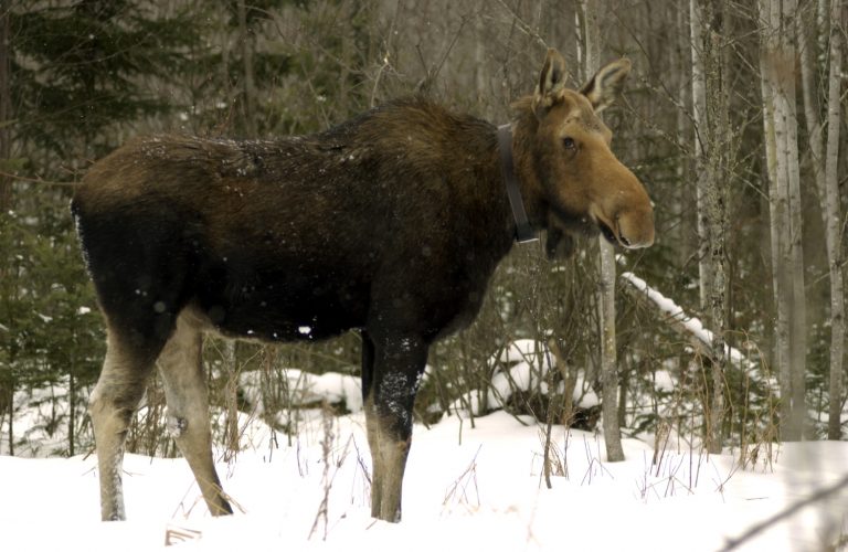 Magnificent moose: The comeback story of Michigan’s Upper Peninsula ...