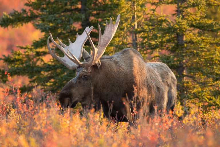 Magnificent moose: The comeback story of Michigan’s Upper Peninsula ...