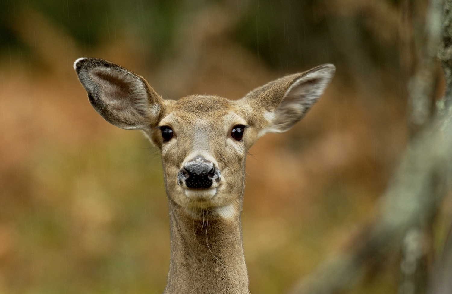 A Day Where All Michiganders Celebrate Conservation Success Michigan 