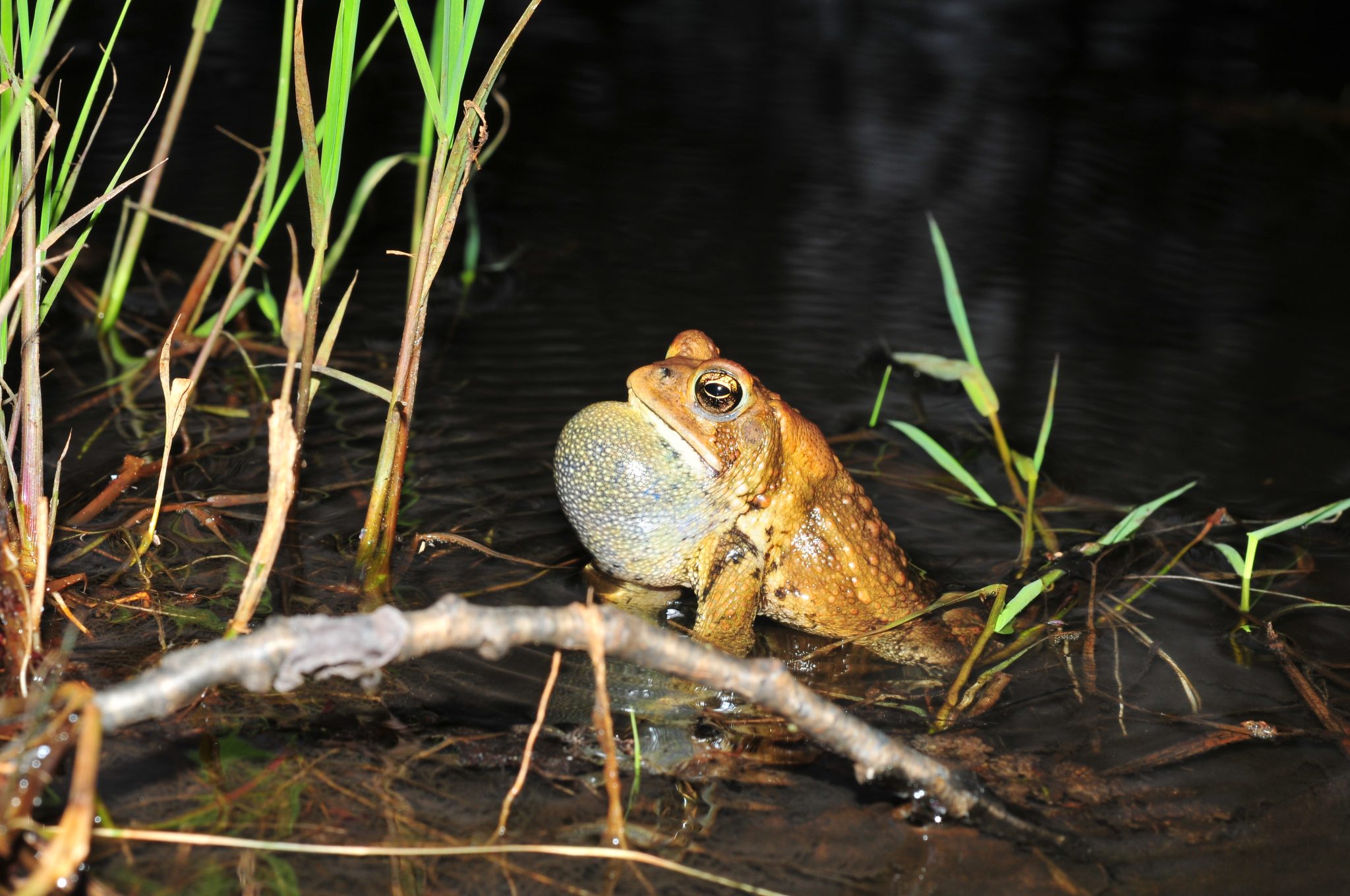 Support frogs in West Michigan - Michigan Wildlife Council