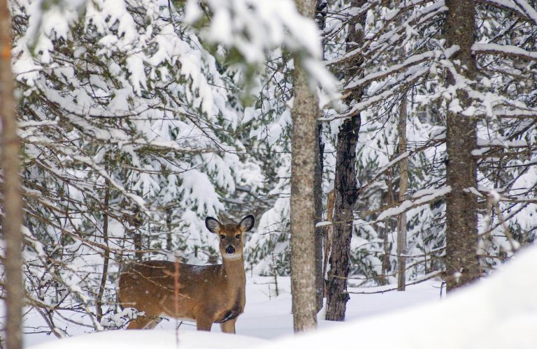 Find out more about wildlife you can see during Michigan's winter ...